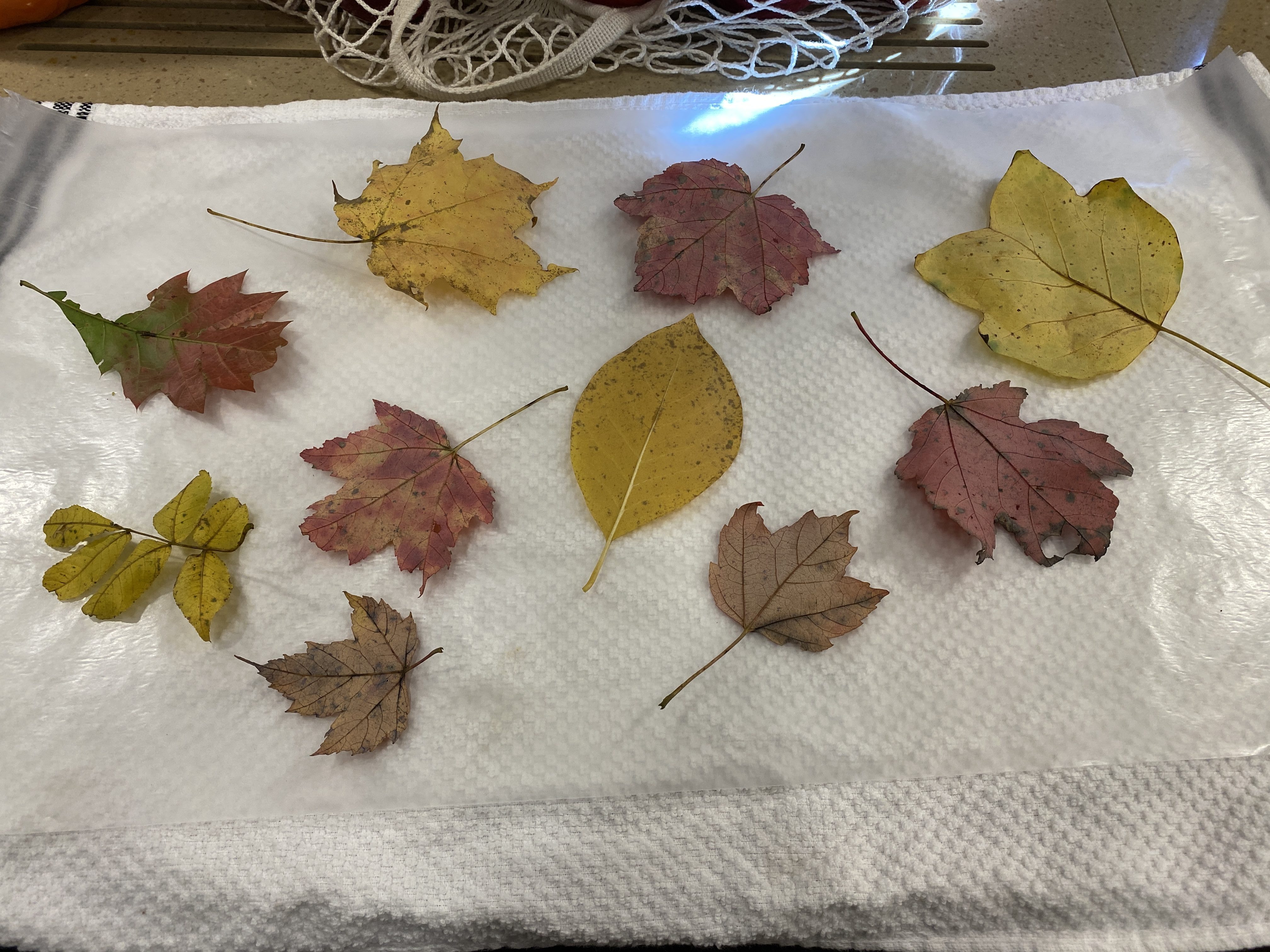 DIY Wax Paper Leaf Suncatchers - Curious and Cozy